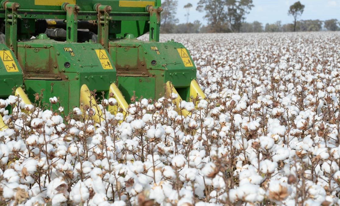The “Cotton” dilemma for designers - Educate, Illuminate, Inspire ...